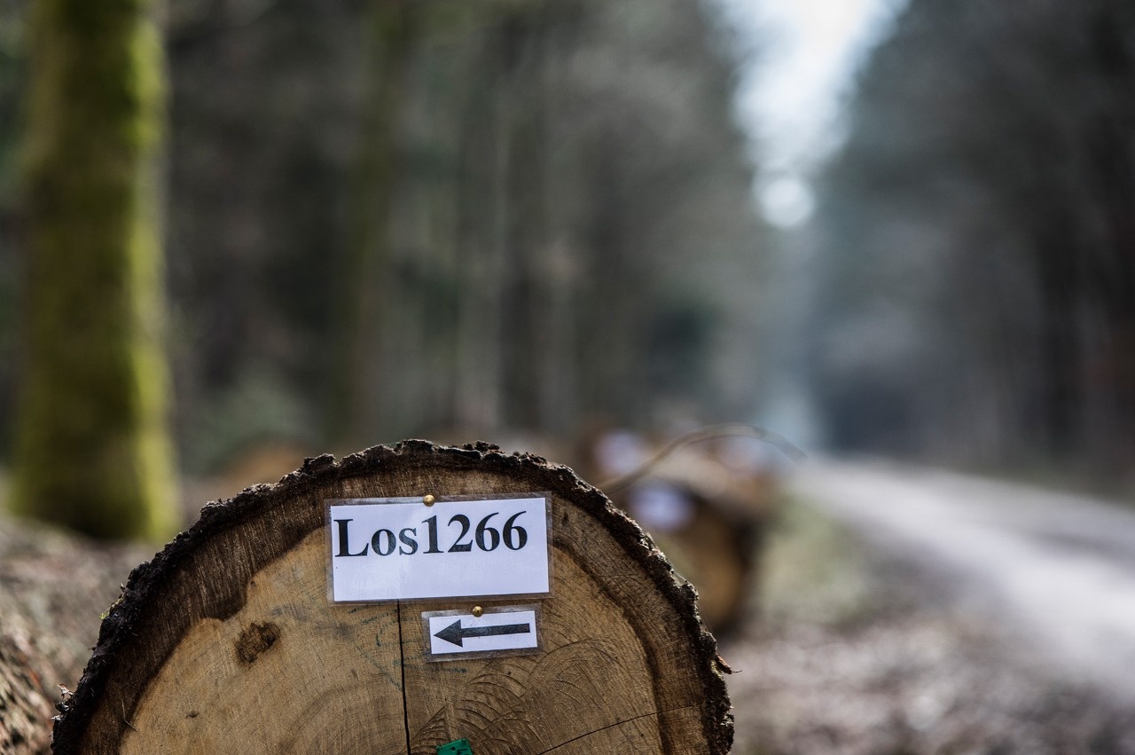 Rekordmenge bei größter deutscher Wertholzsubmission