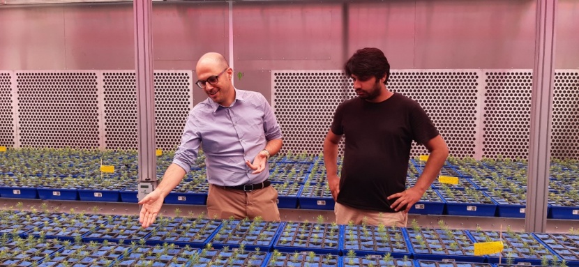 Einmal Trockenstress, bitte!