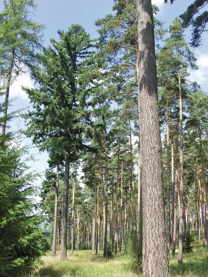 2000 Douglasien gefallen