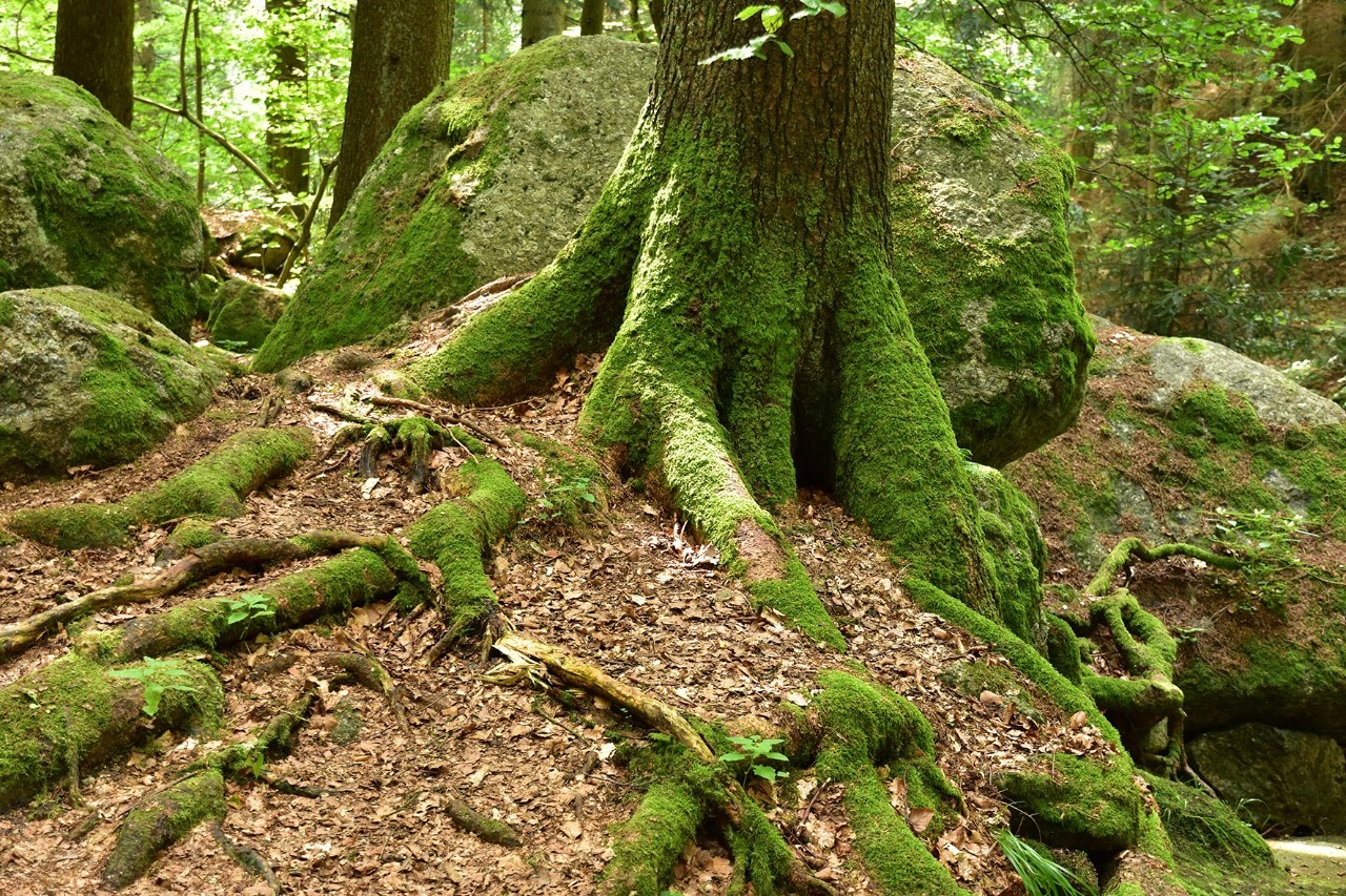 Leserbrief Pollmeier