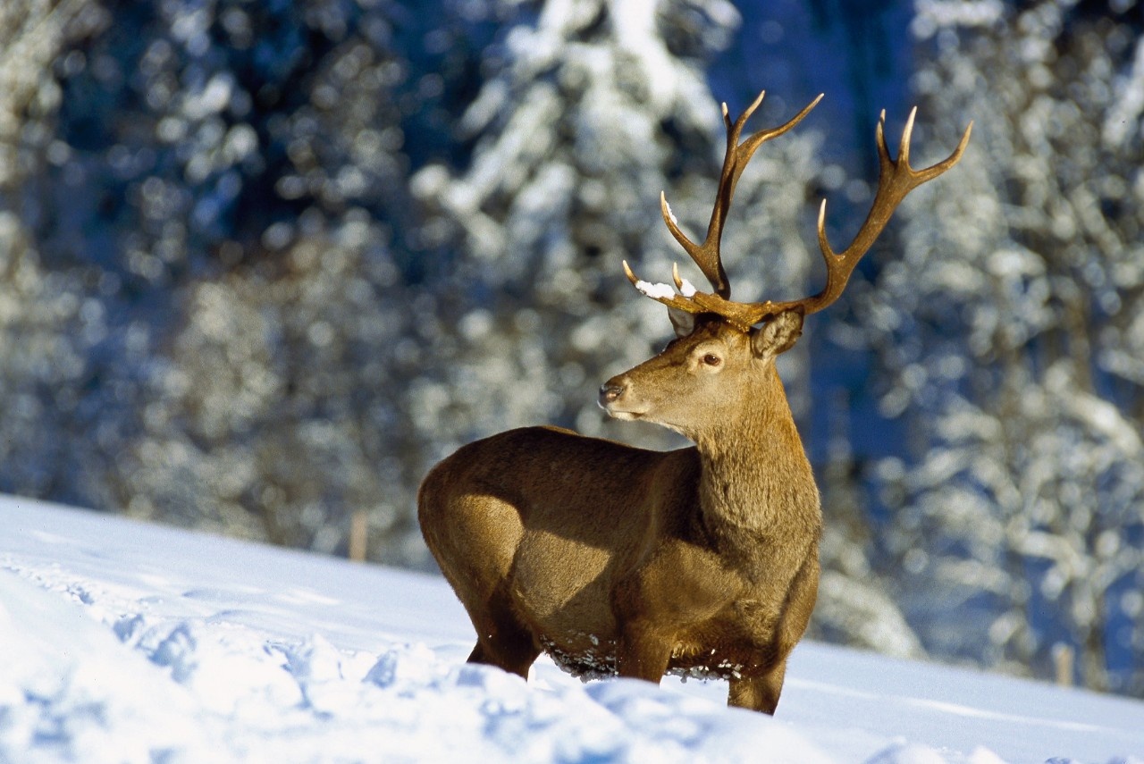 Was Hirsch und Reh im Winter brauchen