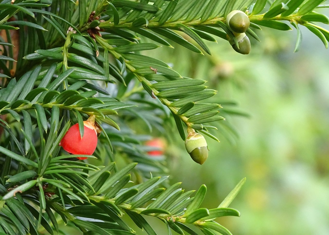 Eiben unter Beobachtung
