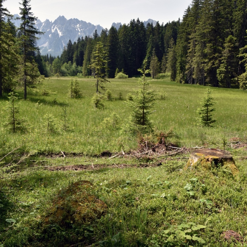 Lebensraum Moor erhalten